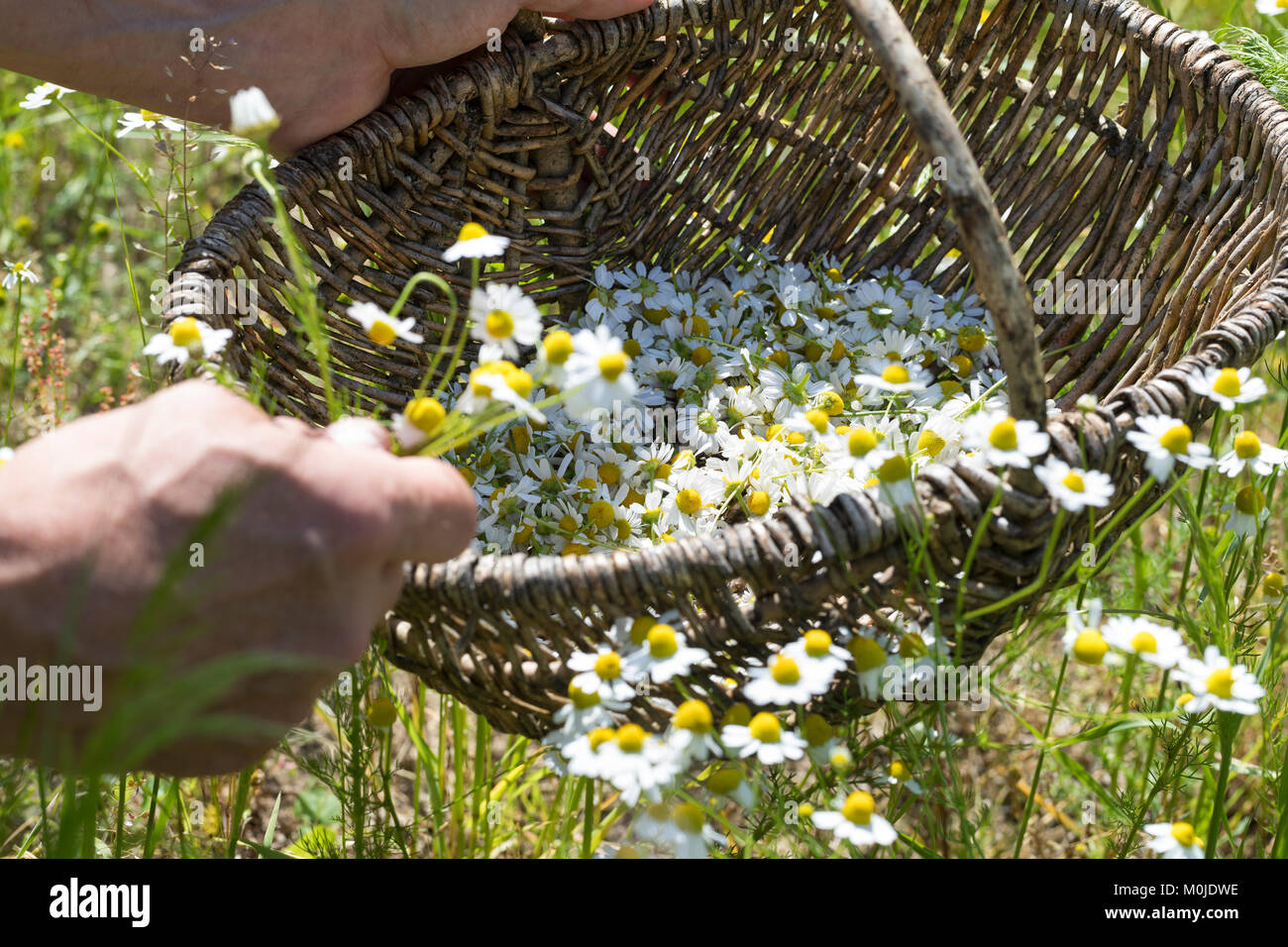 Kamille-Ernte, Kamillen-Ernte, Kamillenernte, Kräuterernte, Kamille ...
