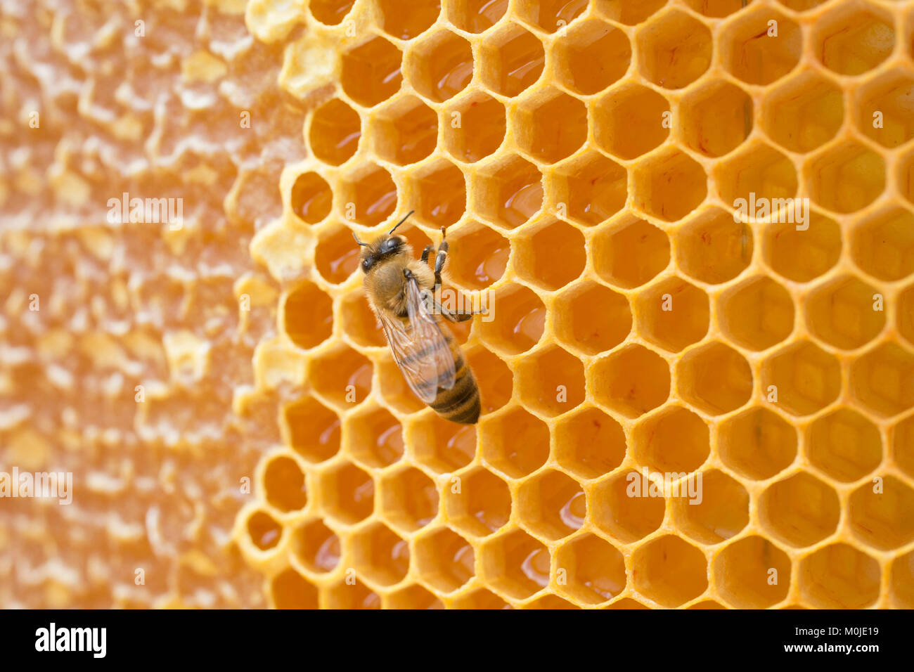 Beekeeping: bees on a hive frame. Alveolus full of honey, capping of ...