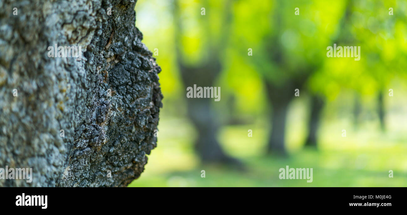 Fraxinus excelsior — known as the ash, or European ash or common ash ...