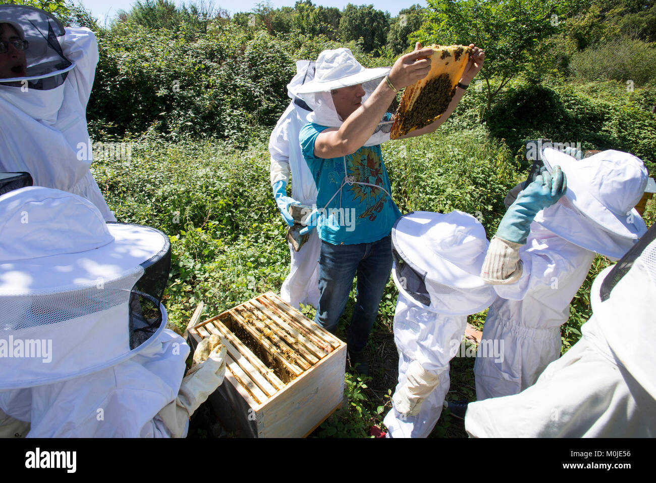 Child bee hive hi-res stock photography and images - Alamy