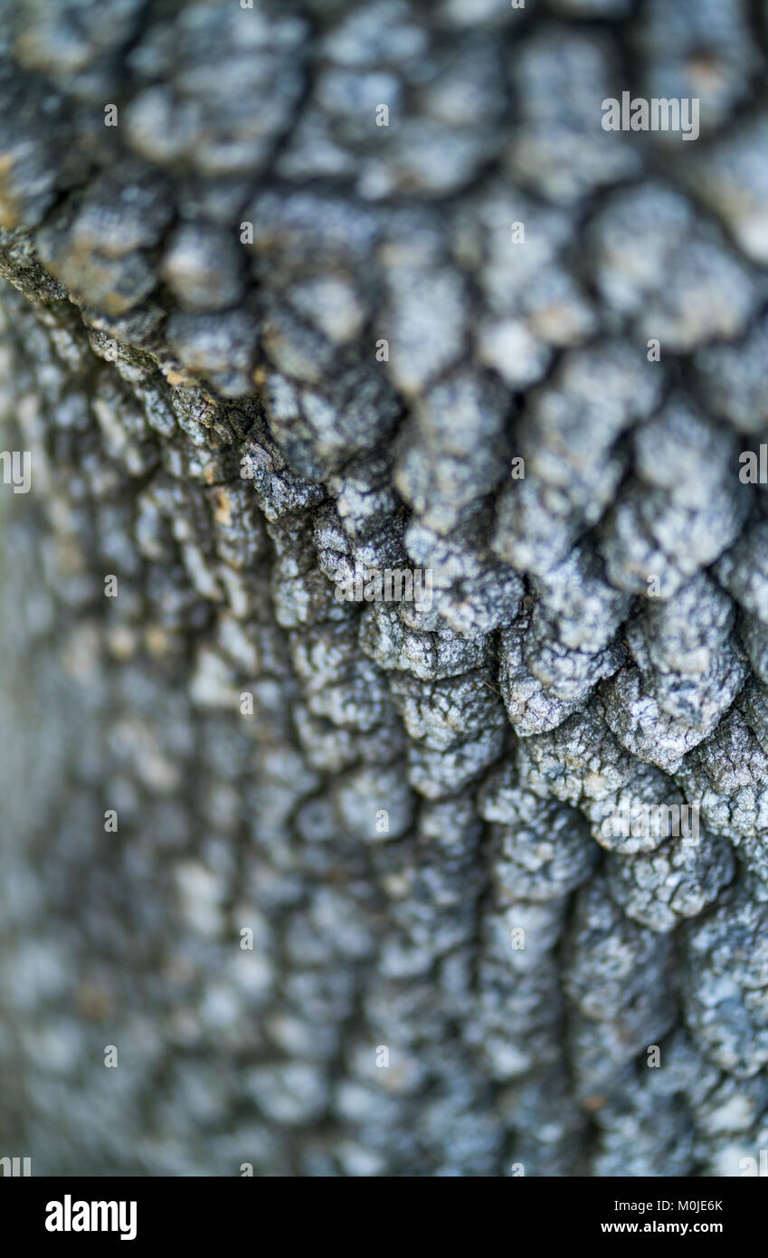 Fraxinus excelsior — known as the ash, or European ash or common ash ...