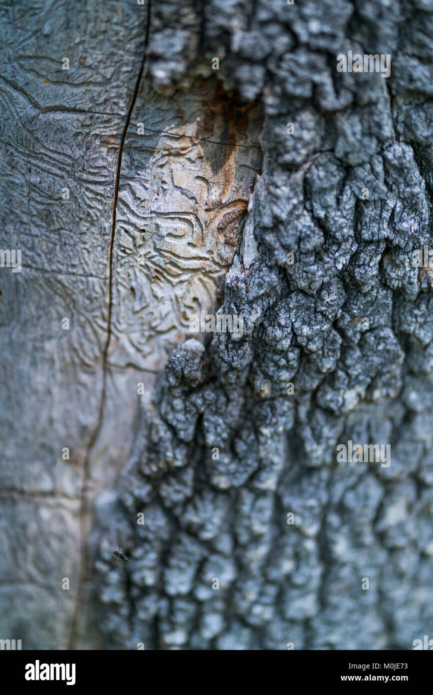 Fraxinus excelsior — known as the ash, or European ash or common ash ...