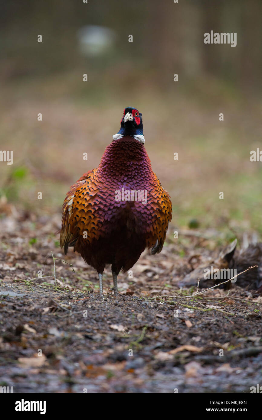 Male pheasant standing in woodland setting Stock Photo - Alamy