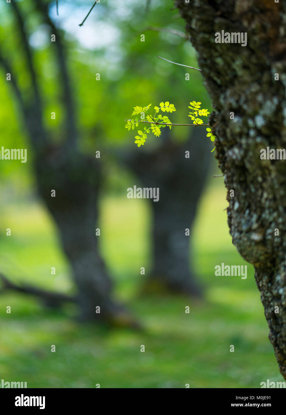 Fraxinus excelsior — known as the ash, or European ash or common ash ...