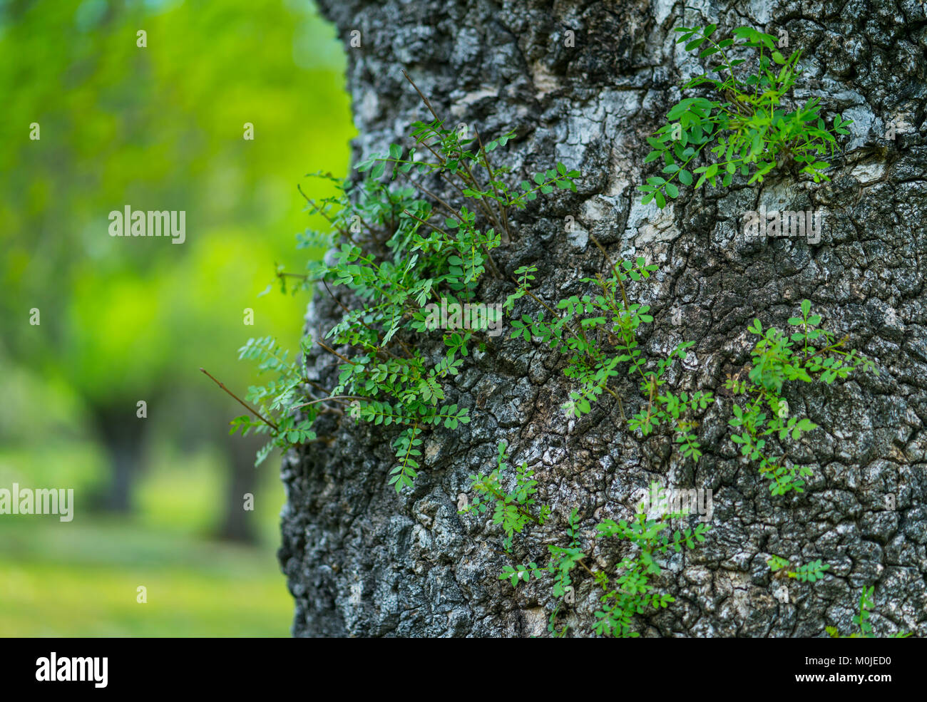 Fraxinus excelsior — known as the ash, or European ash or common ash ...