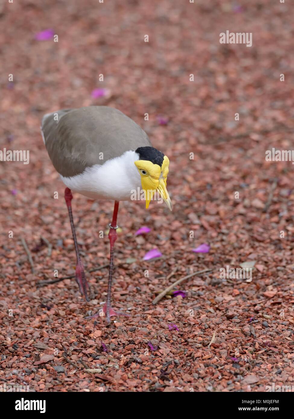 The masked lapwing, (Vanellus miles) also known as the masked plover ...
