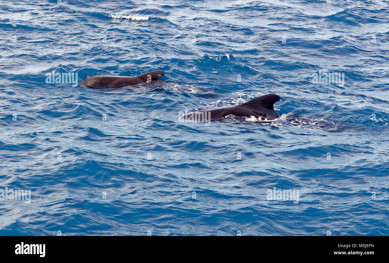 Baby pilot whale hi-res stock photography and images - Alamy