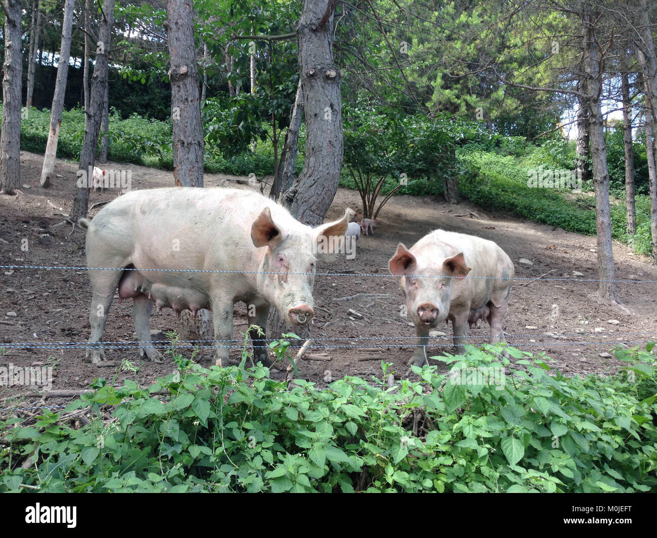 On a farm some pigs outdoors under the trees Stock Photo - Alamy