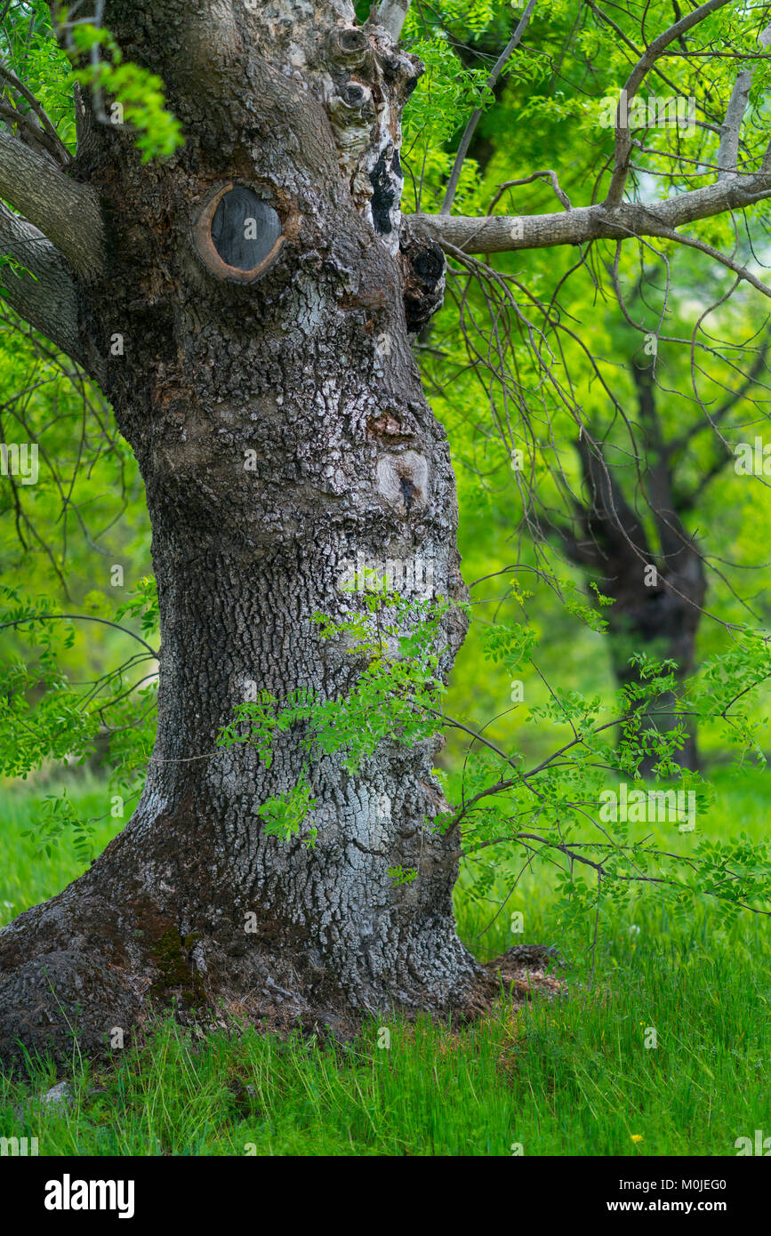 Fraxinus excelsior — known as the ash, or European ash or common ash ...