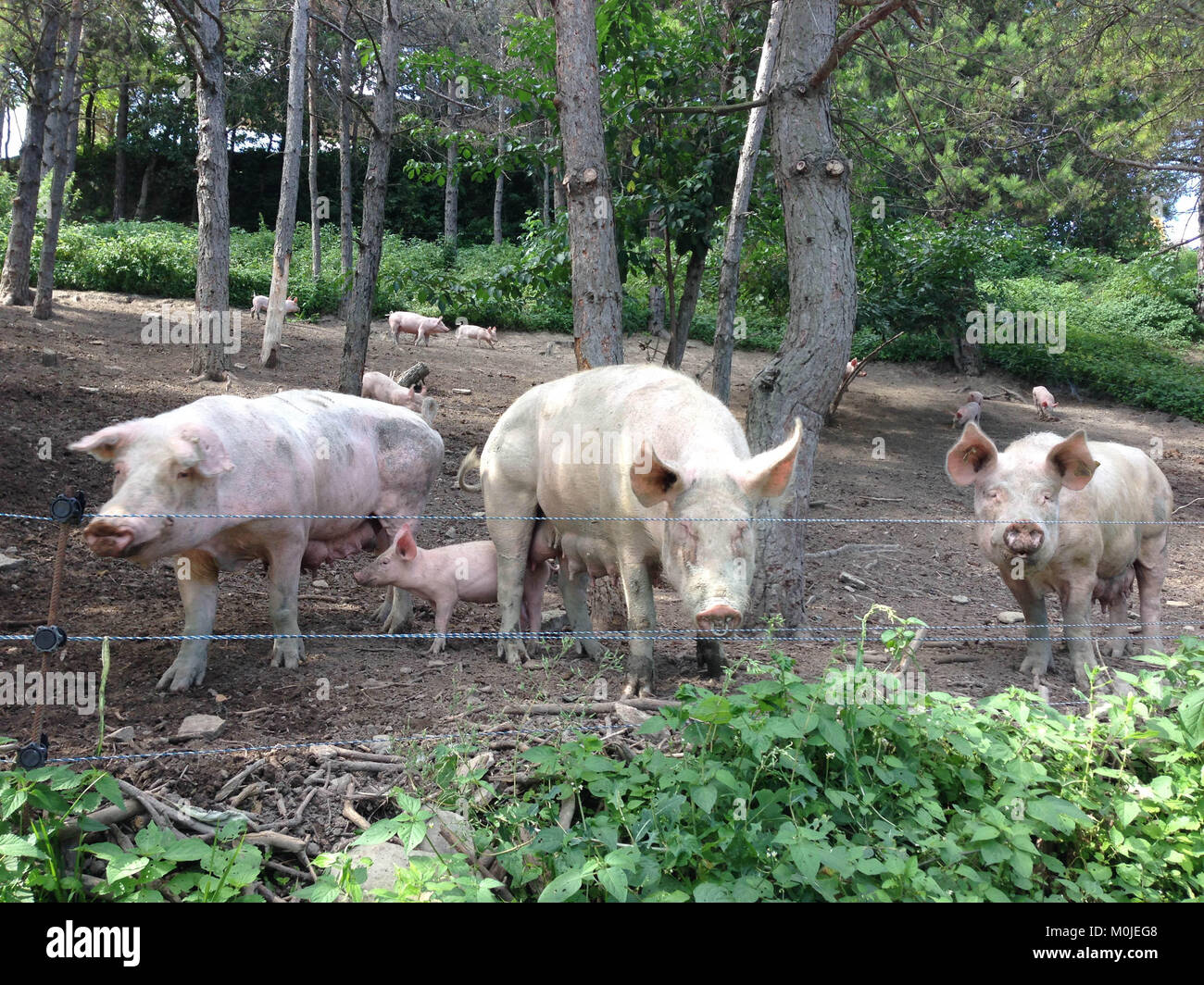 Pigs outdoors hi-res stock photography and images - Alamy
