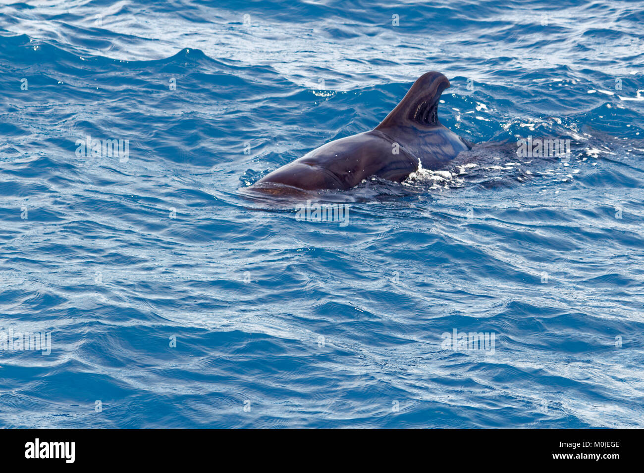 Baby pilot whale hi-res stock photography and images - Alamy