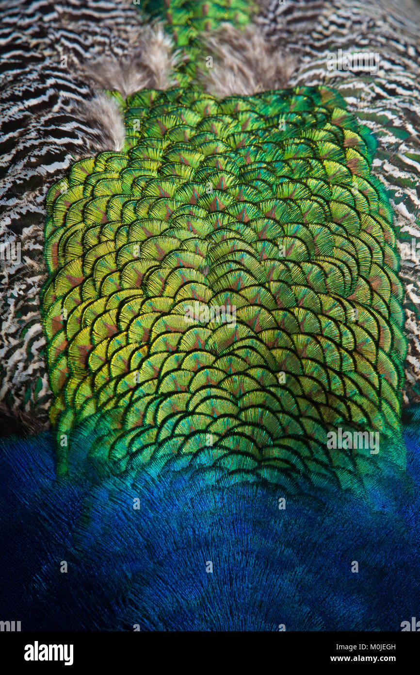 Close up peacock feather hi-res stock photography and images - Alamy