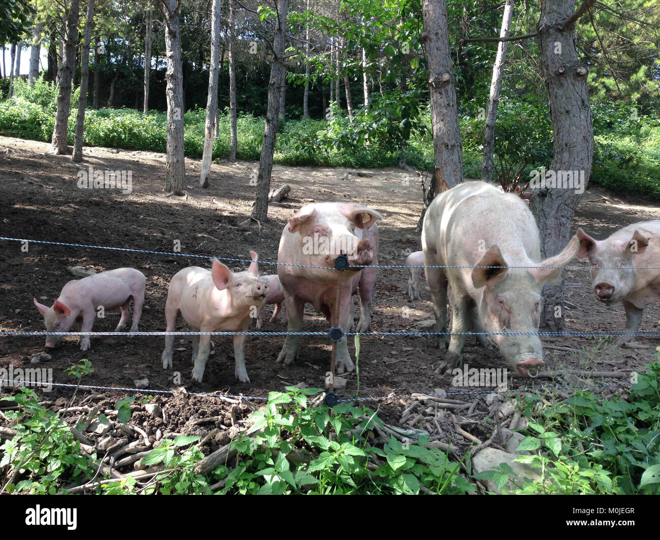 On a farm some pigs outdoors under the trees Stock Photo - Alamy