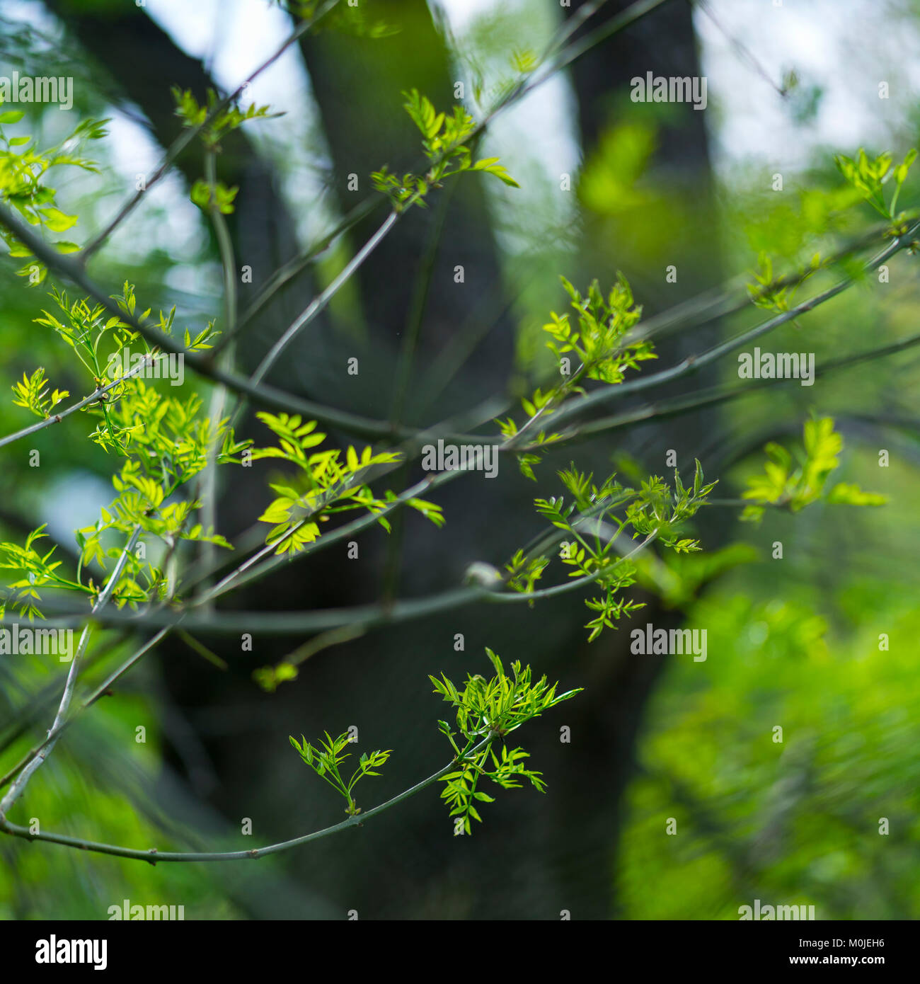 Fraxinus excelsior — known as the ash, or European ash or common ash ...
