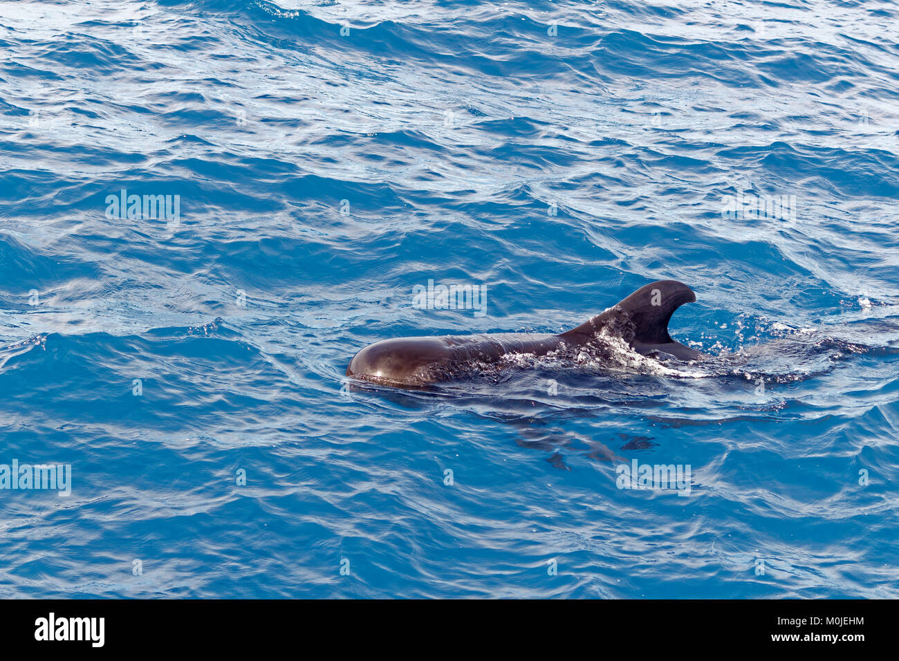 Baby pilot whale hi-res stock photography and images - Alamy