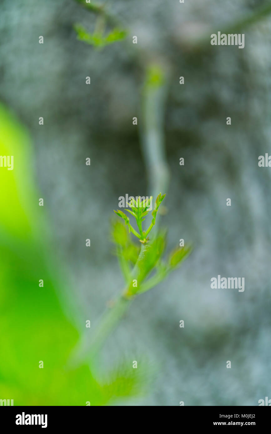 Fraxinus excelsior — known as the ash, or European ash or common ash ...