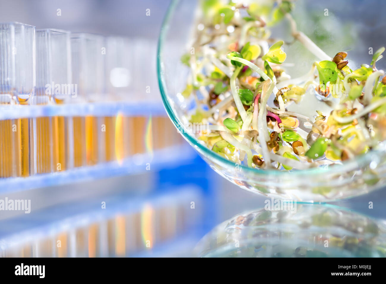 Quality control of bean sprouts for signs of bacterial or chemical ...