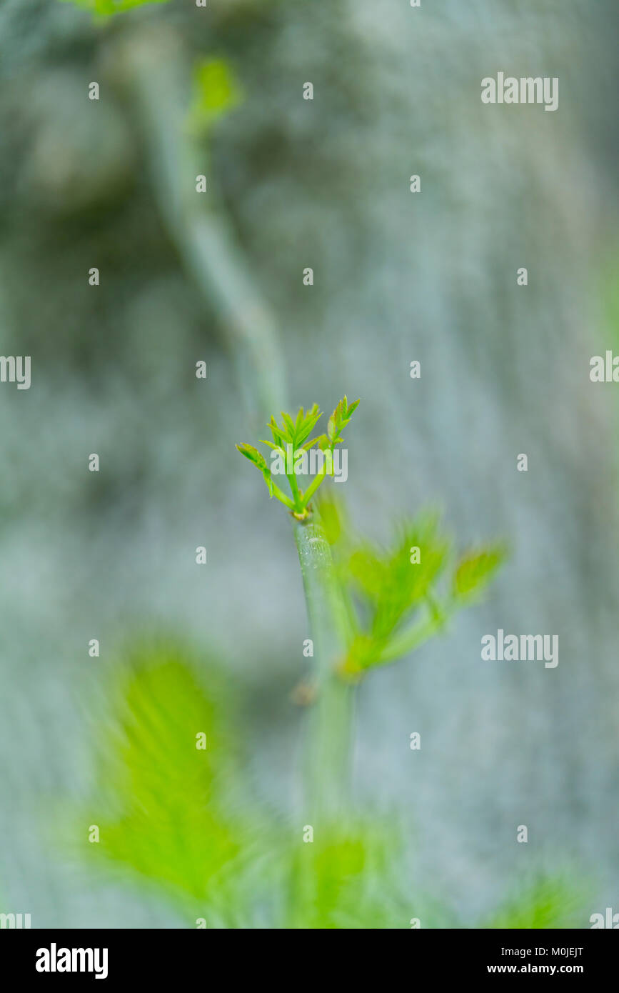 Fraxinus excelsior — known as the ash, or European ash or common ash ...