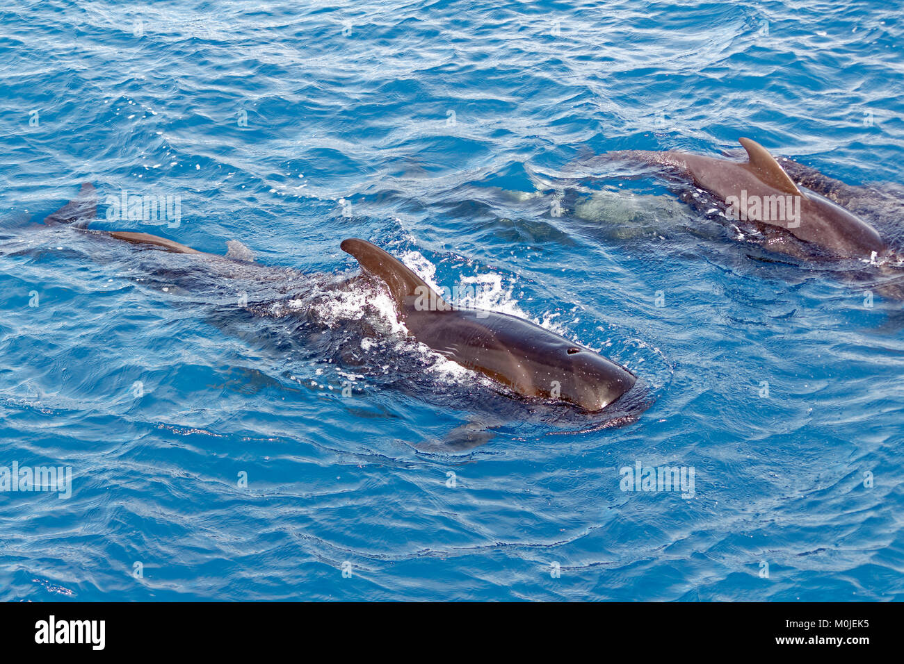 Baby pilot whale hi-res stock photography and images - Alamy