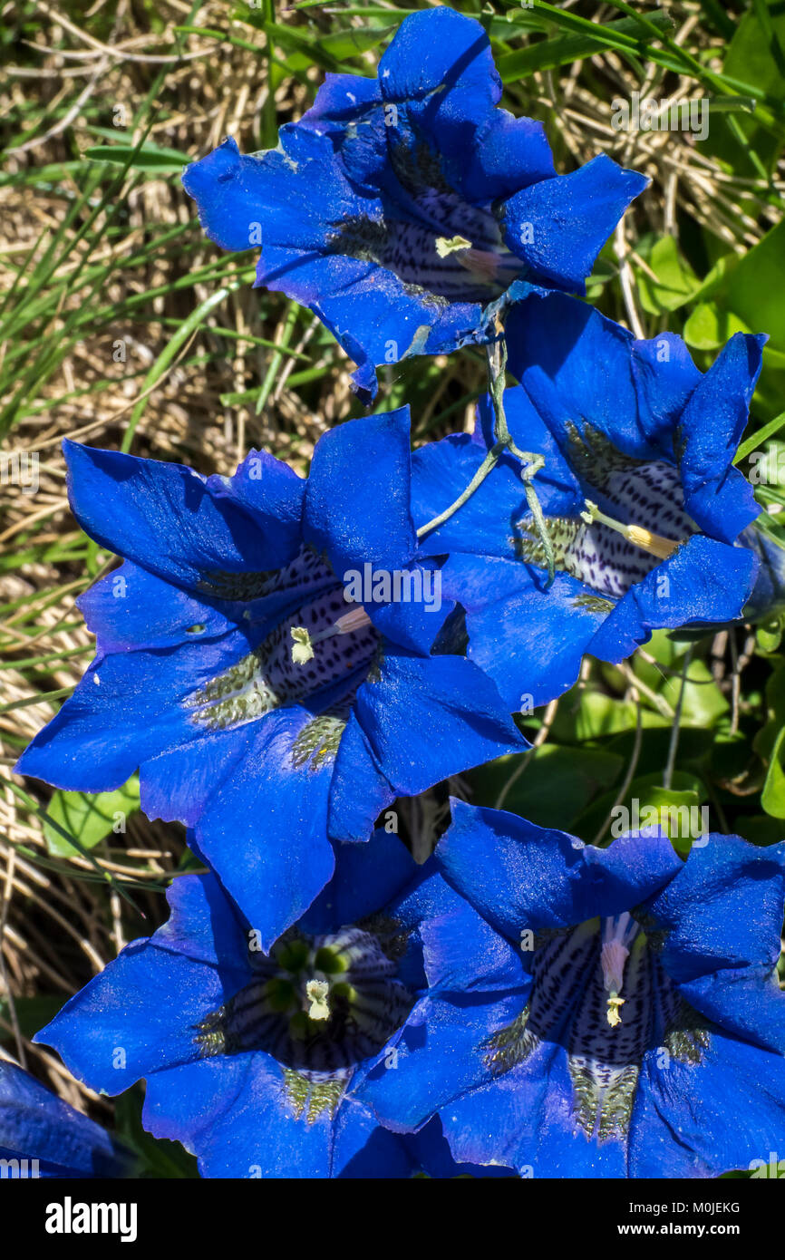 Gentiana is a genus of flowering plants belonging to the gentian family ...