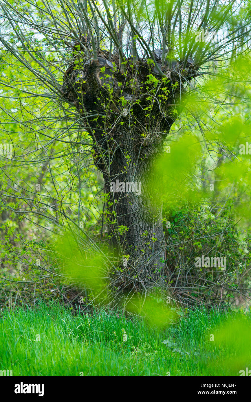 Fraxinus excelsior — known as the ash, or European ash or common ash ...