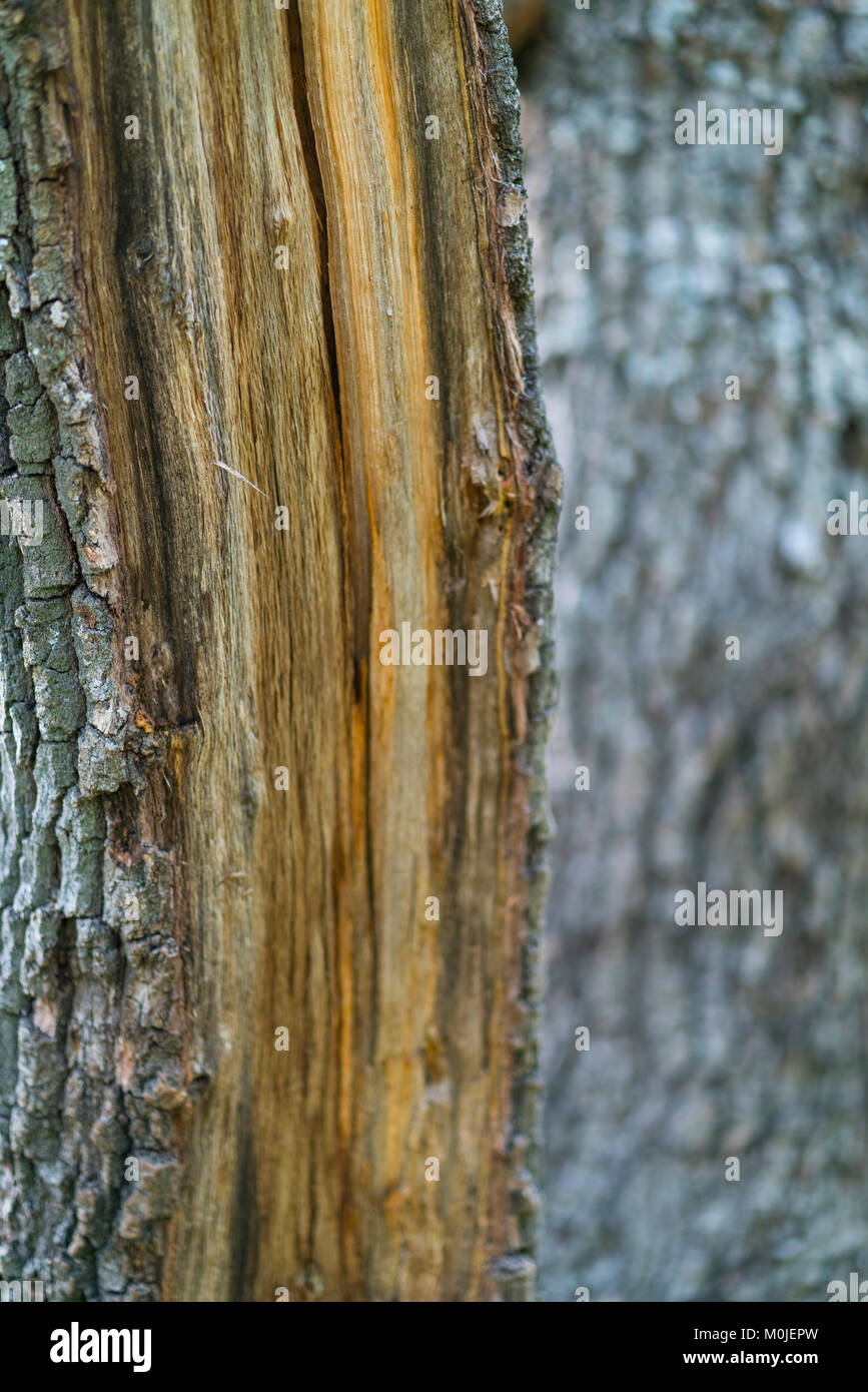 Fraxinus excelsior — known as the ash, or European ash or common ash ...