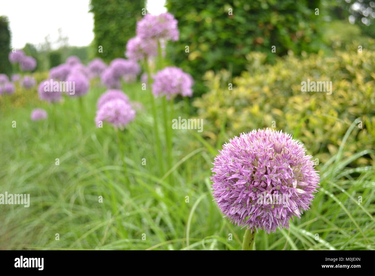 alliums in the garden Stock Photo - Alamy