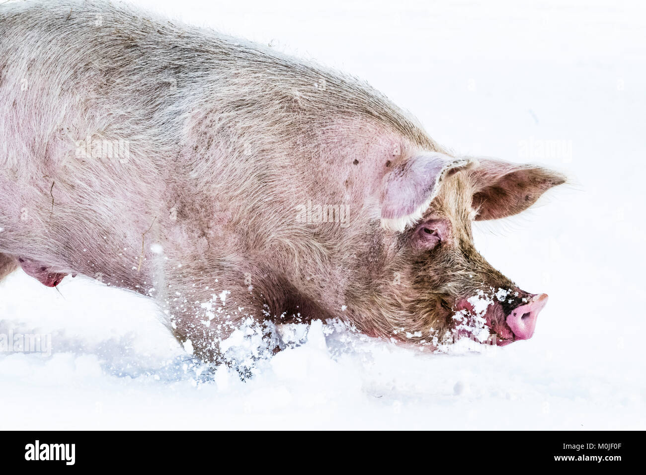 Pigs In A Field High Resolution Stock Photography and Images - Alamy