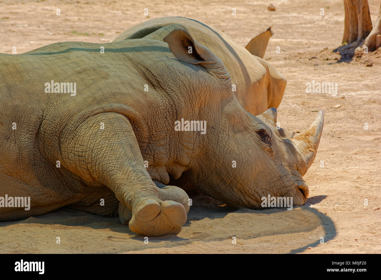 Rhino taxonomy hi-res stock photography and images - Alamy