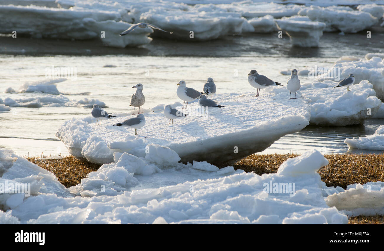 Cape cod water birds hi-res stock photography and images - Alamy