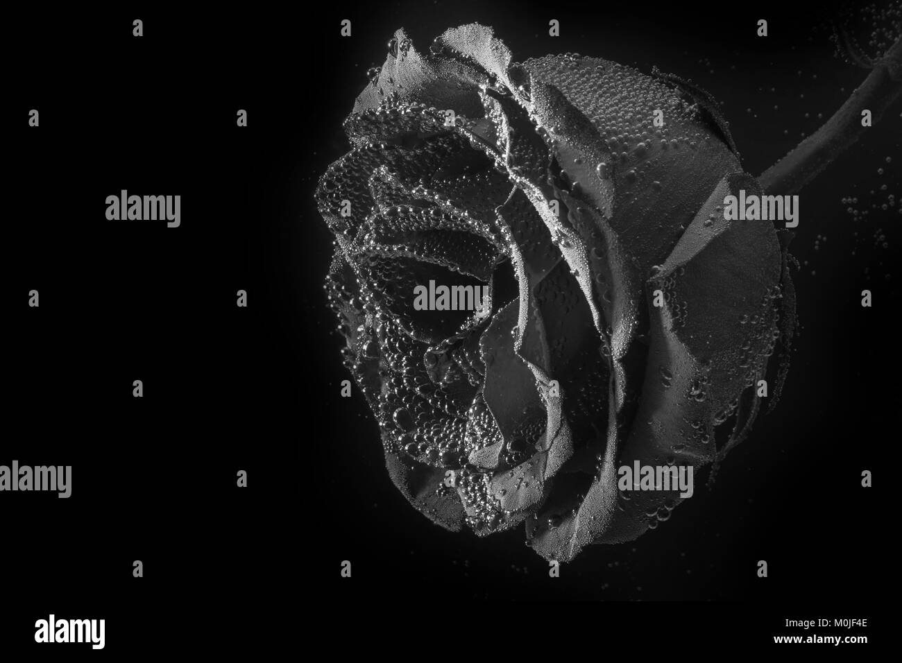 A flower of mourning Stock Photo - Alamy