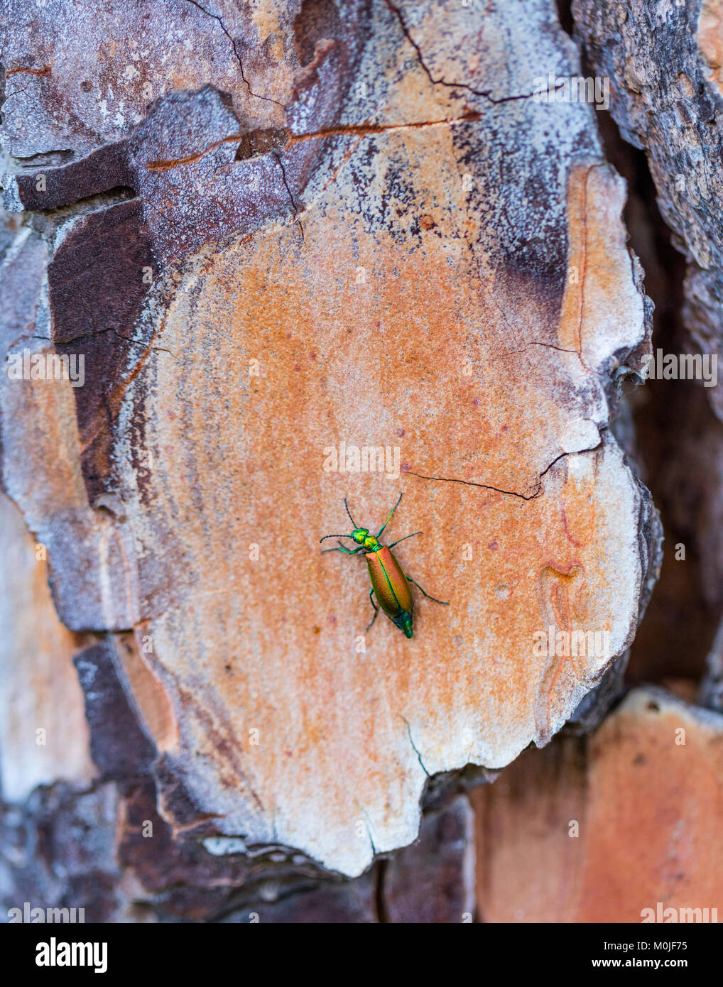 Spanish fly is an emerald-green beetle, Lytta vesicatoria, in the ...