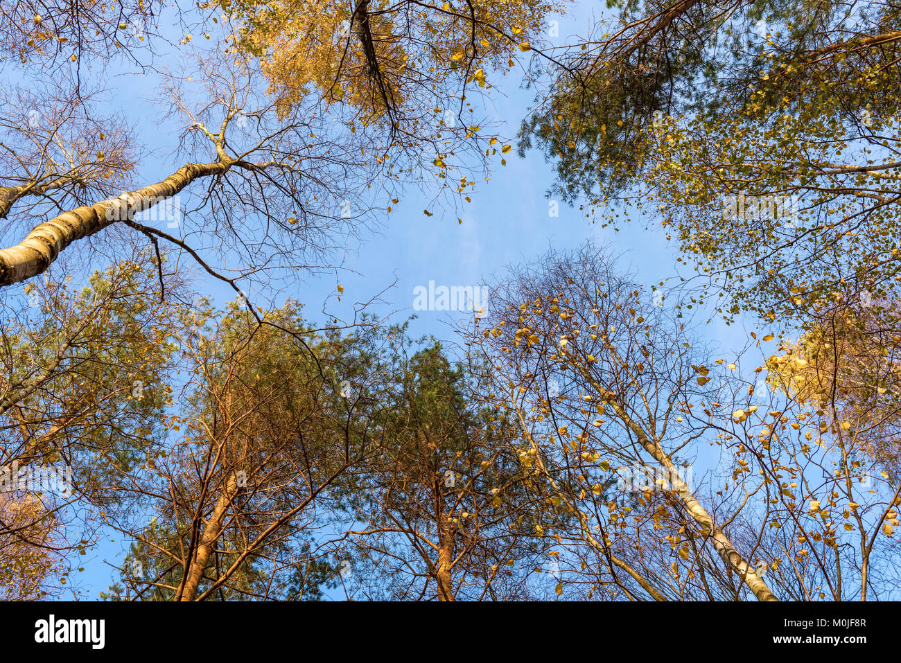 Tall trees forest viewed from below Stock Photo - Alamy