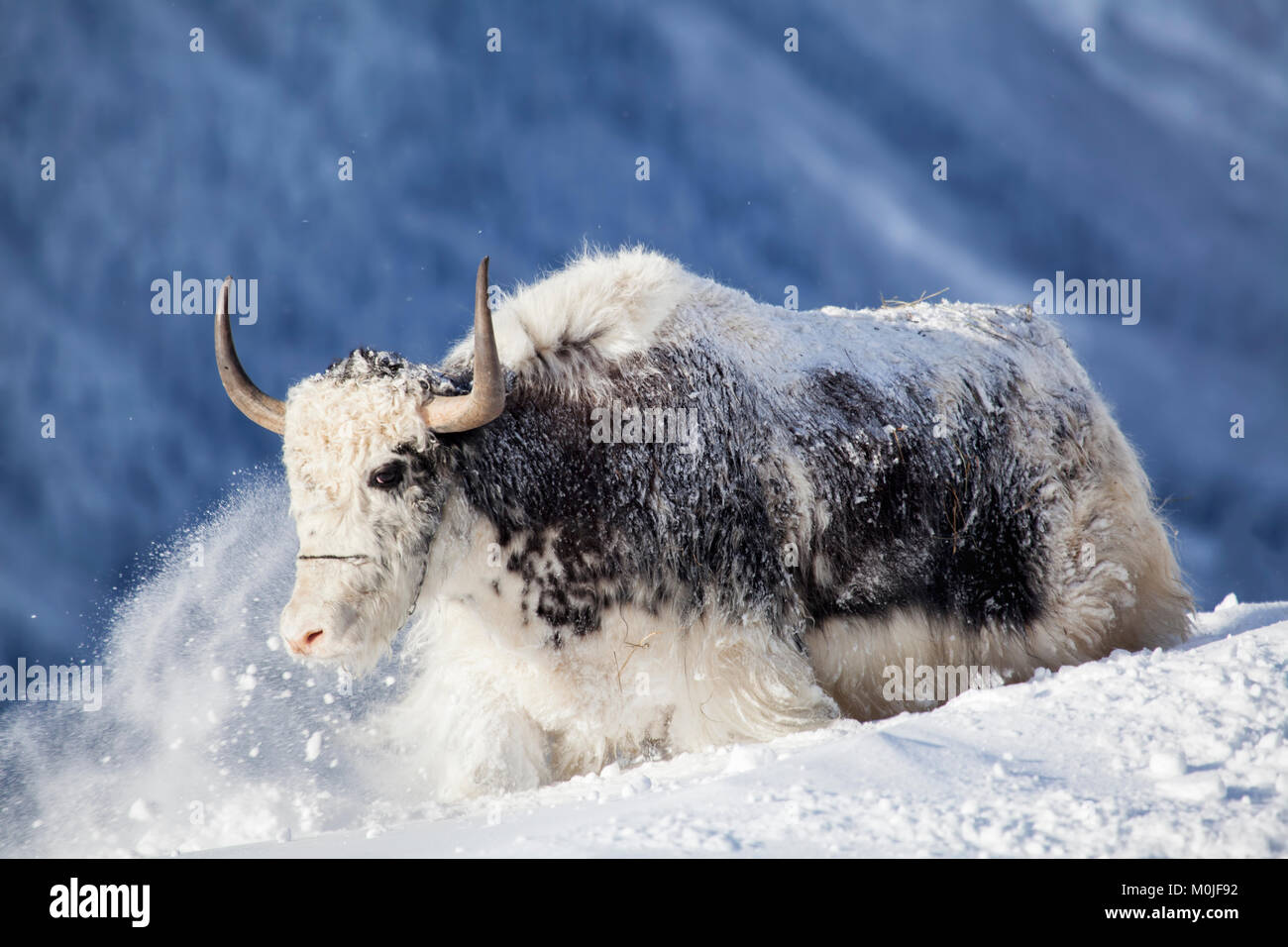 White yak hair hi-res stock photography and images - Alamy