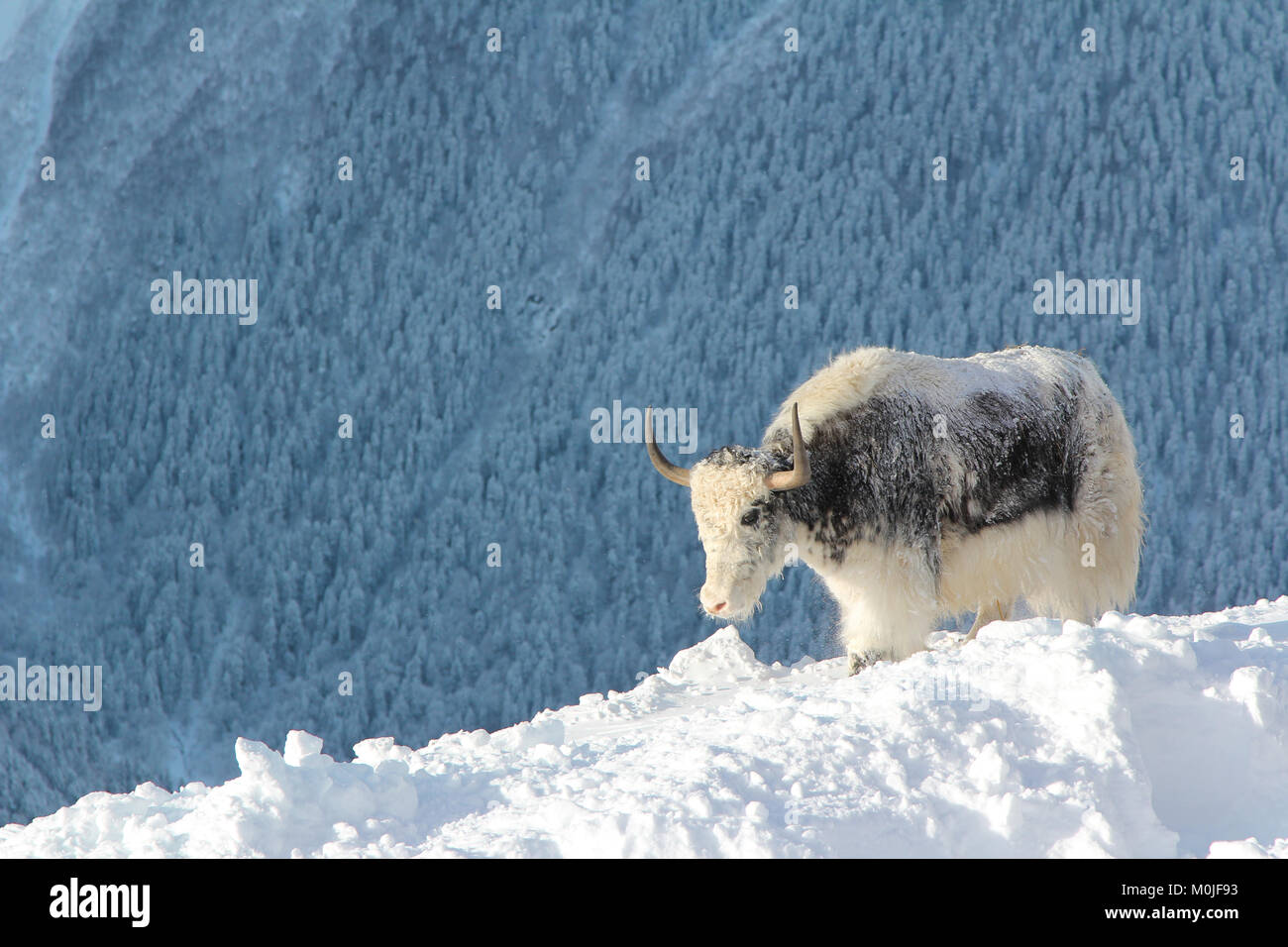 White yak hair hi-res stock photography and images - Alamy
