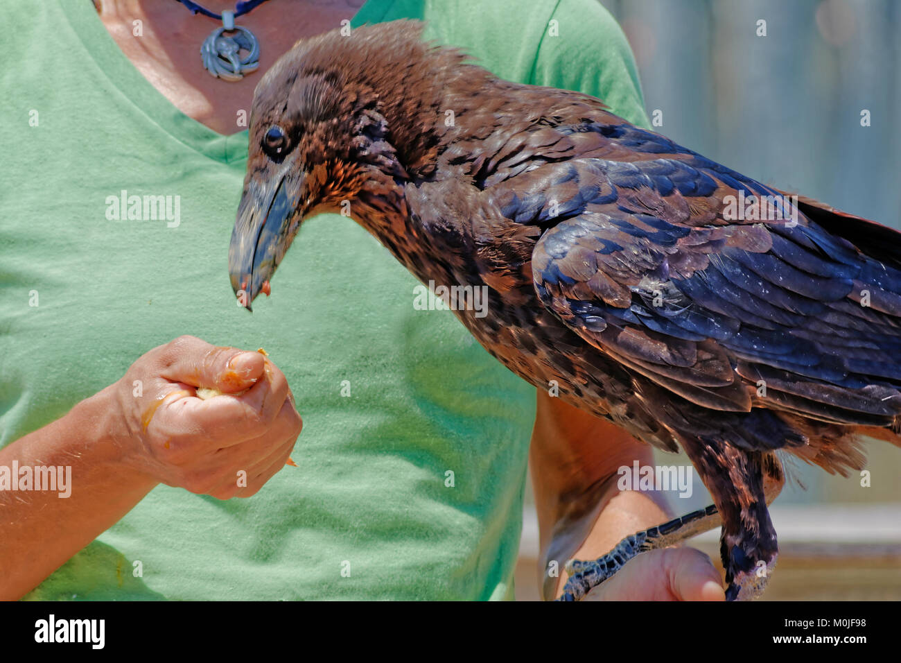 Harris hawk nest hi-res stock photography and images - Alamy