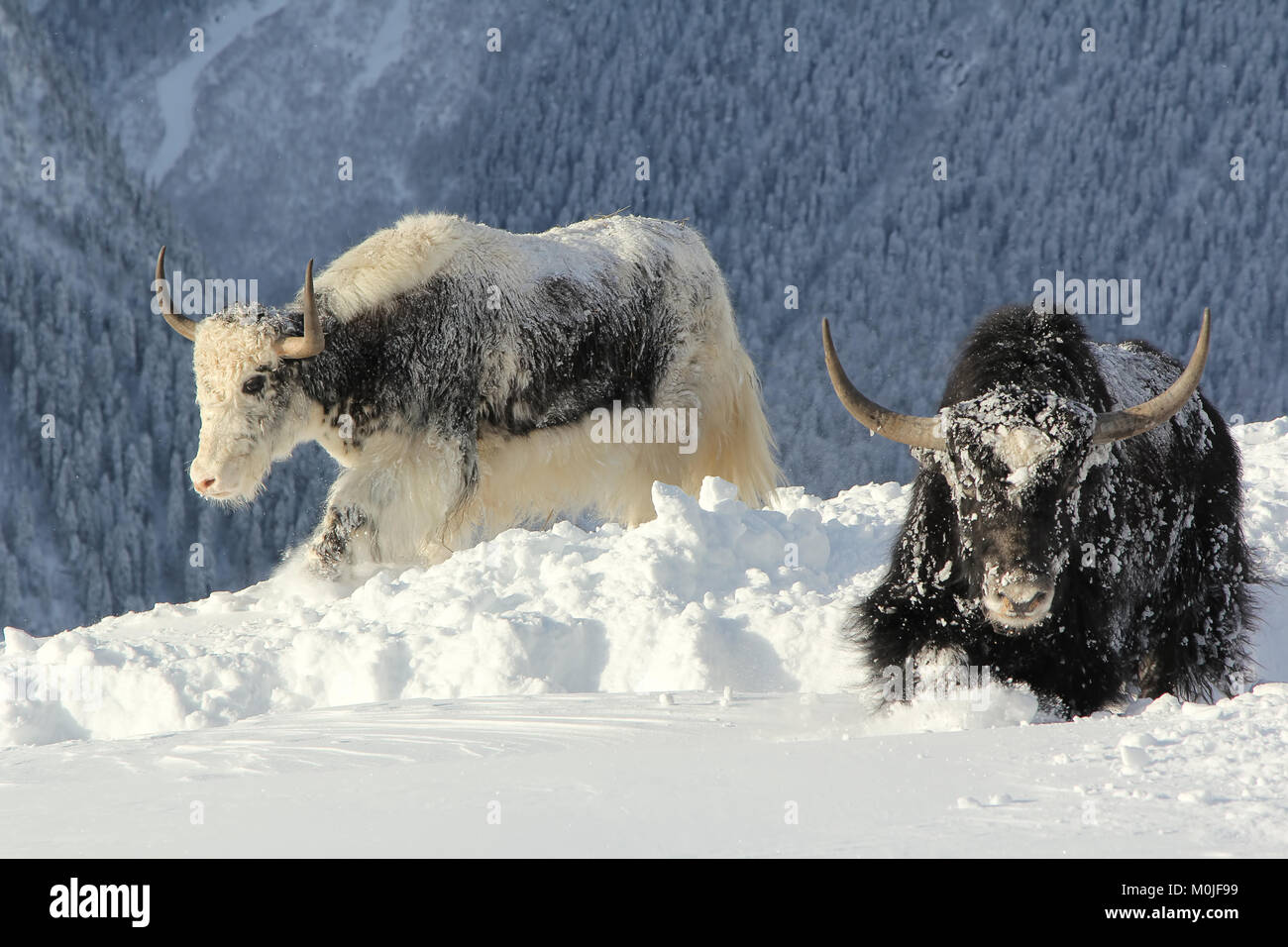 Yaks in the mountains Stock Photo - Alamy