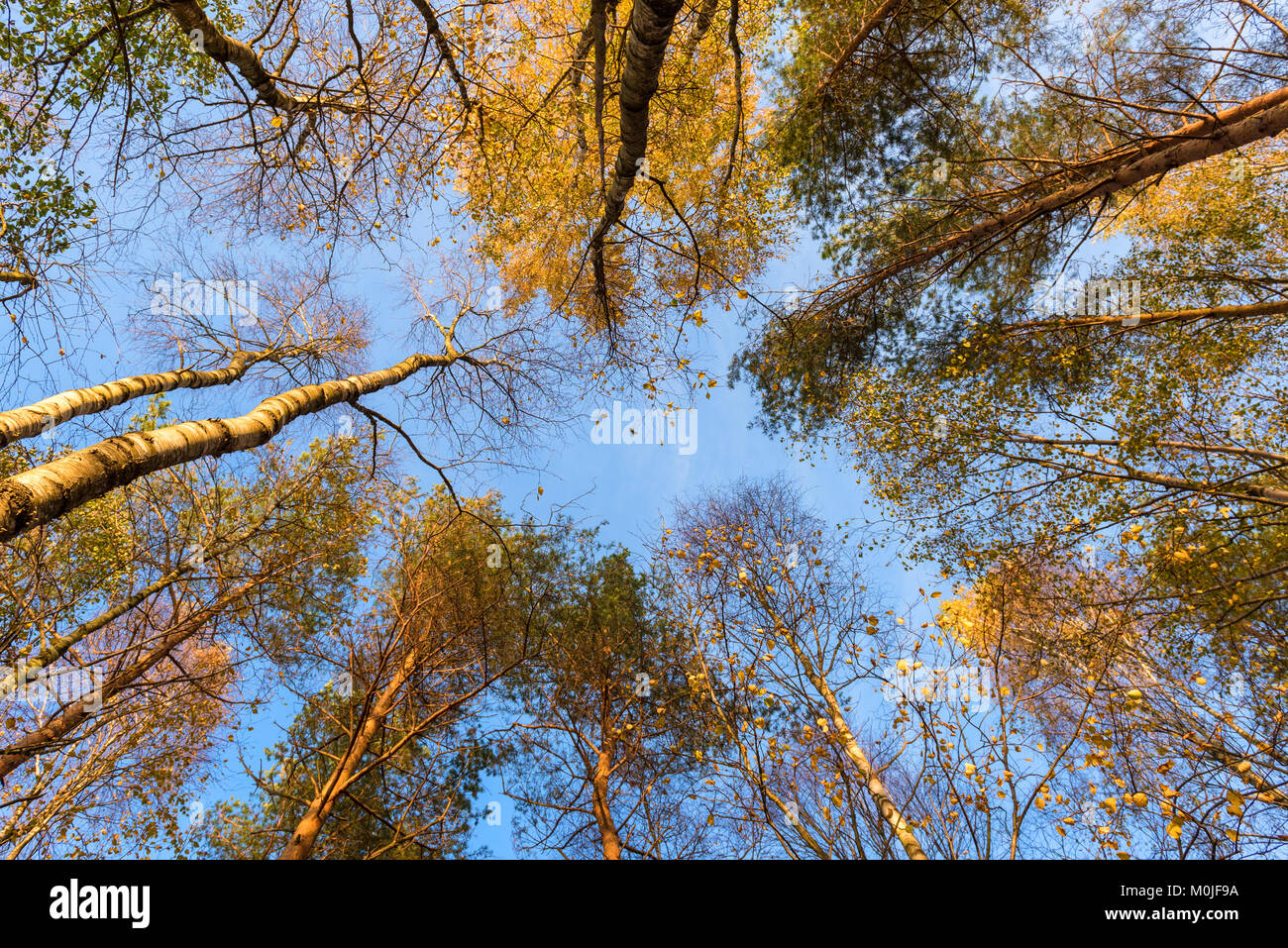 Tall trees forest viewed from below Stock Photo - Alamy