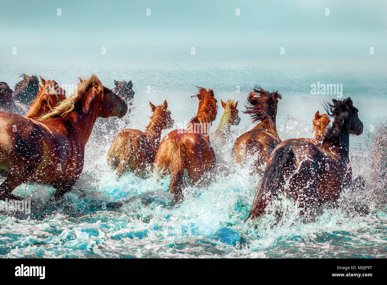 Haflinger Horse Jumping High Resolution Stock Photography and Images ...