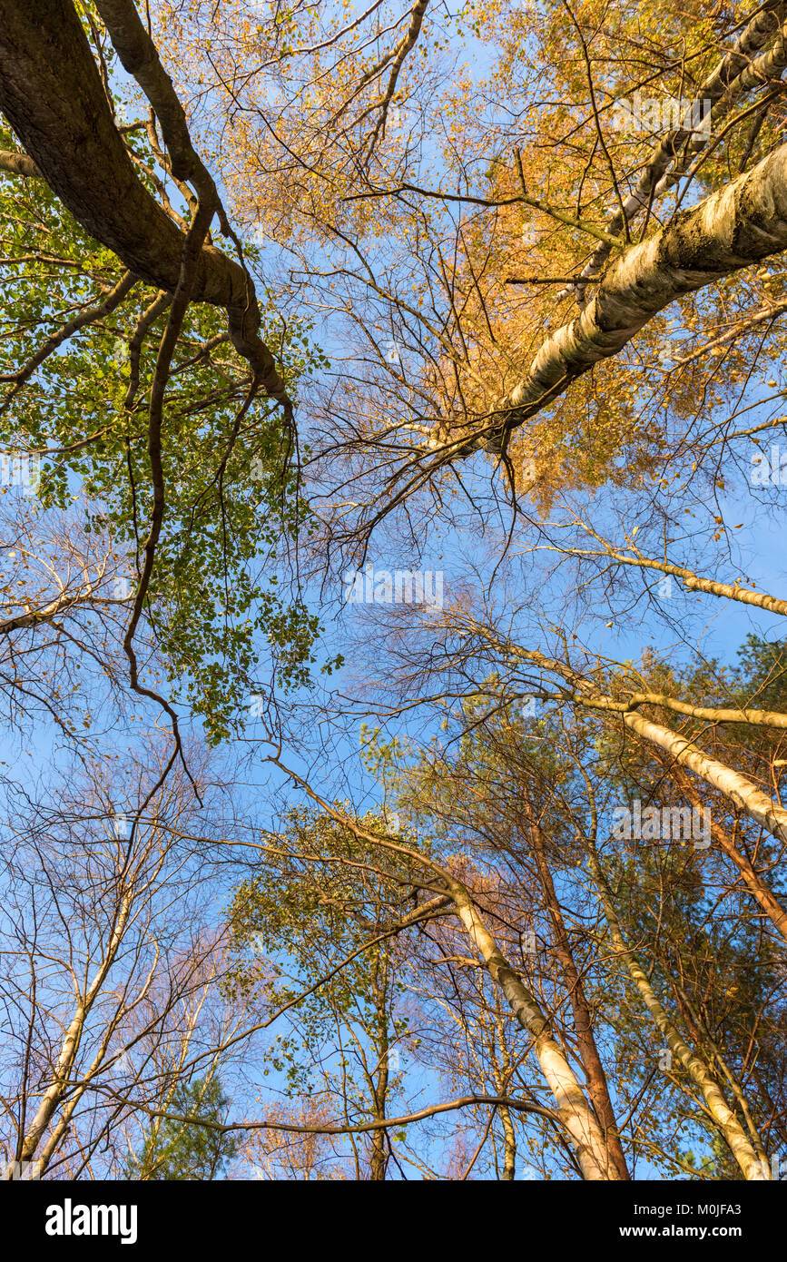 Tall trees forest viewed from below Stock Photo - Alamy