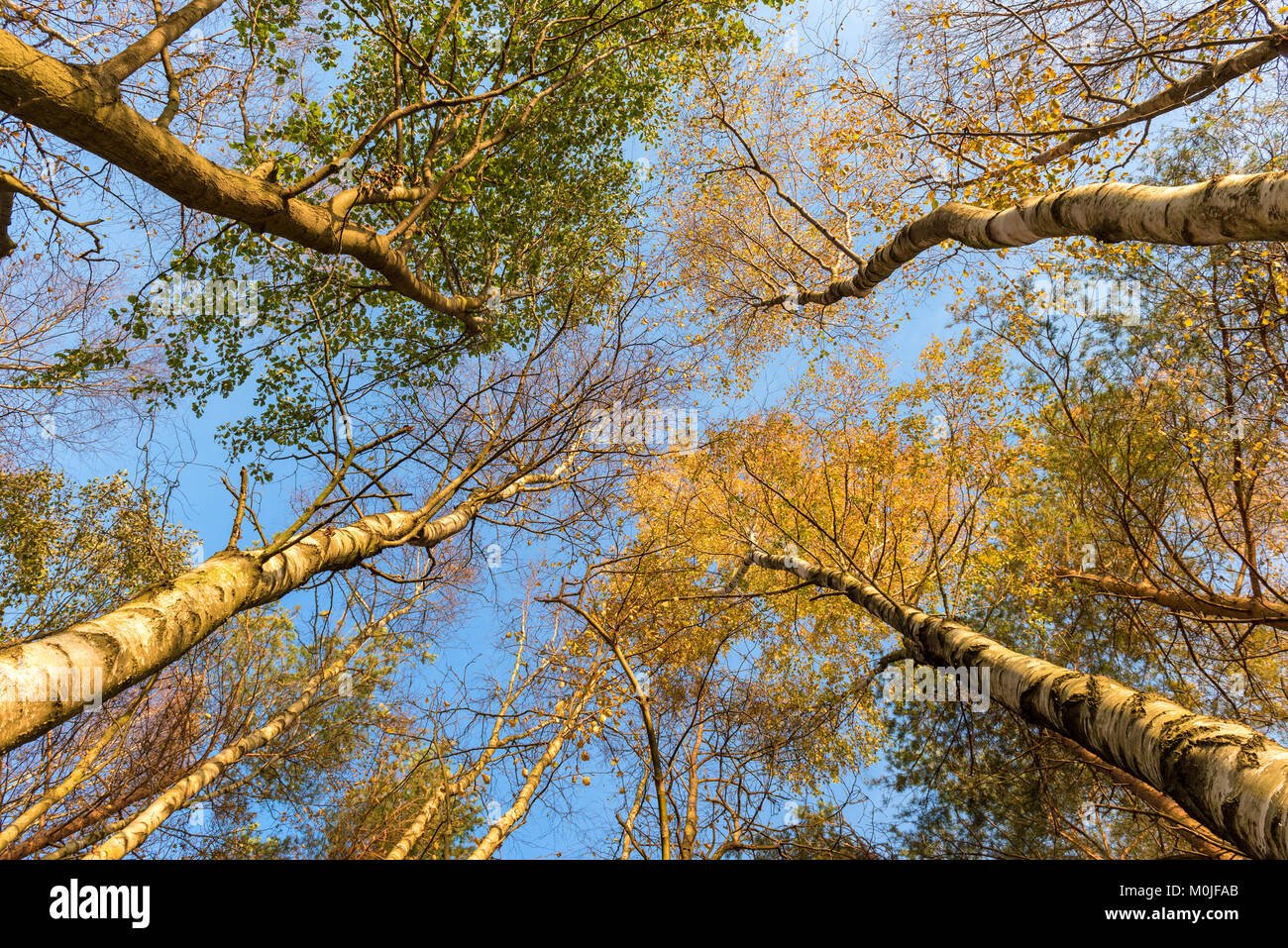 Tall trees forest viewed from below Stock Photo - Alamy
