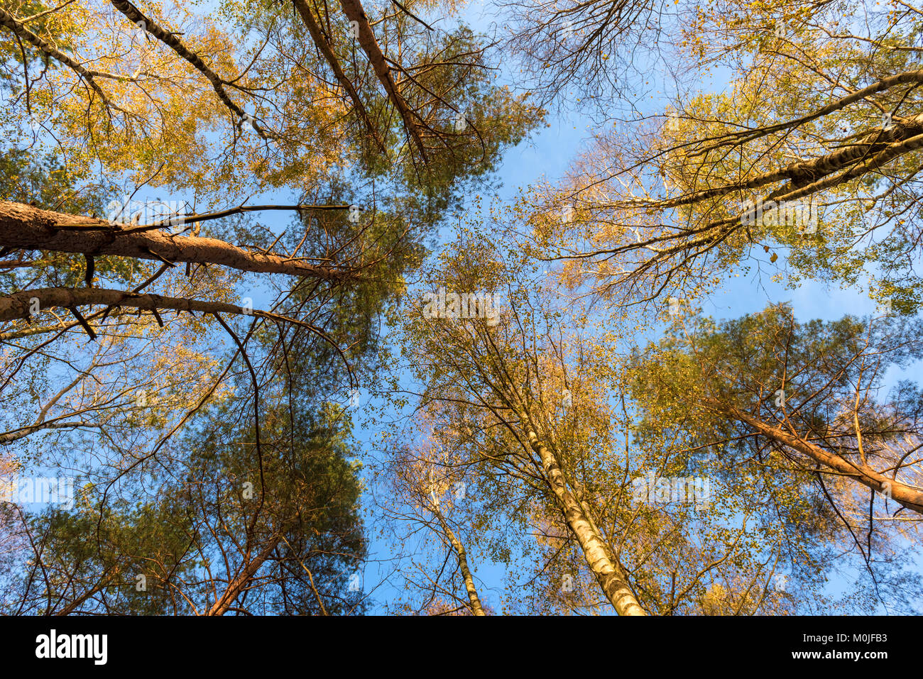 Tall trees forest viewed from below Stock Photo - Alamy