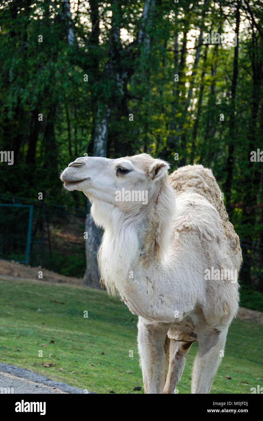 Dromedary head with curious look Stock Photo - Alamy