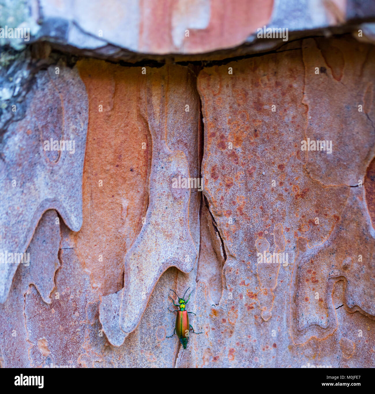 Spanish fly is an emerald-green beetle, Lytta vesicatoria, in the ...