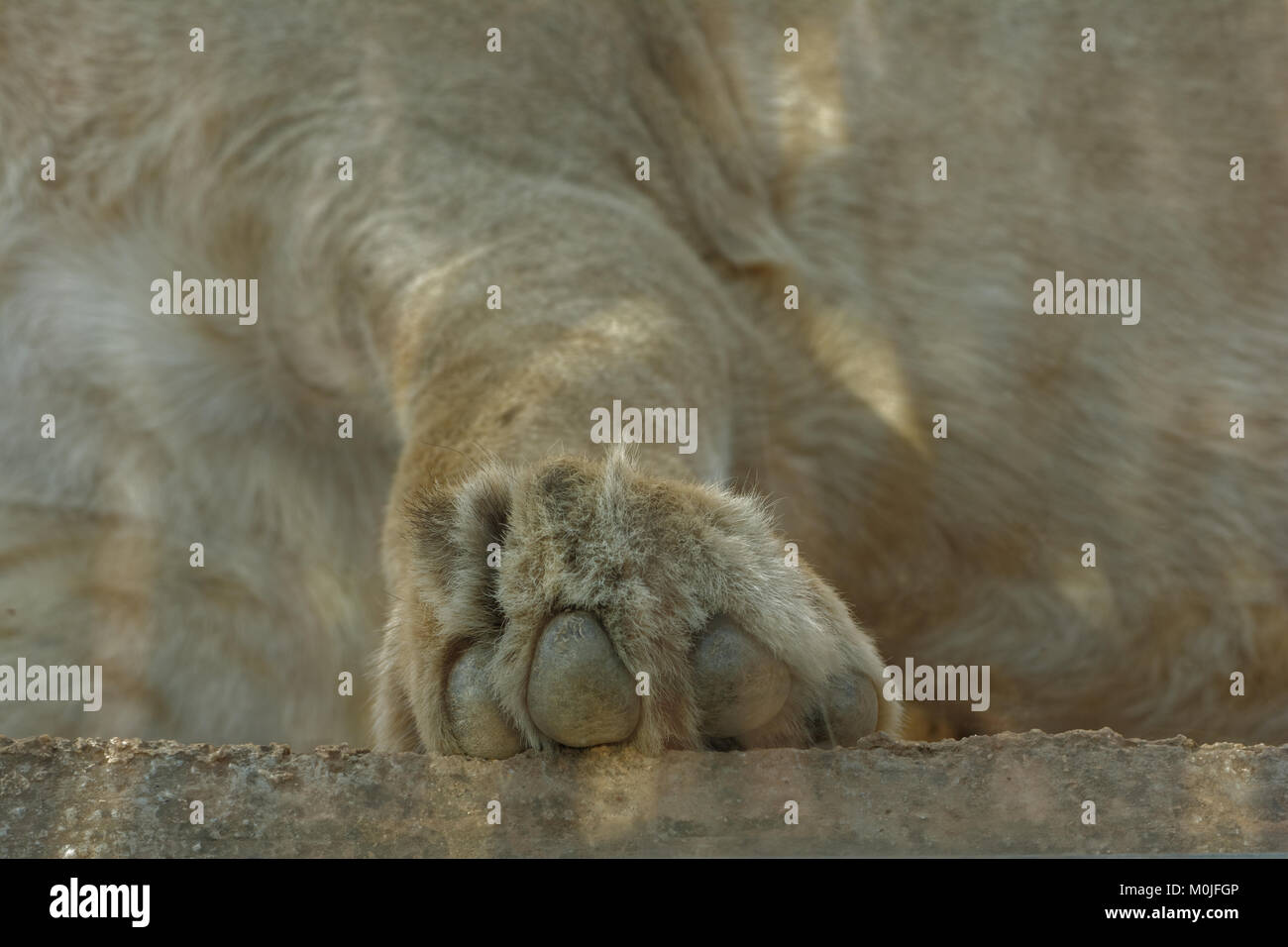 The toe of a lion Stock Photo - Alamy