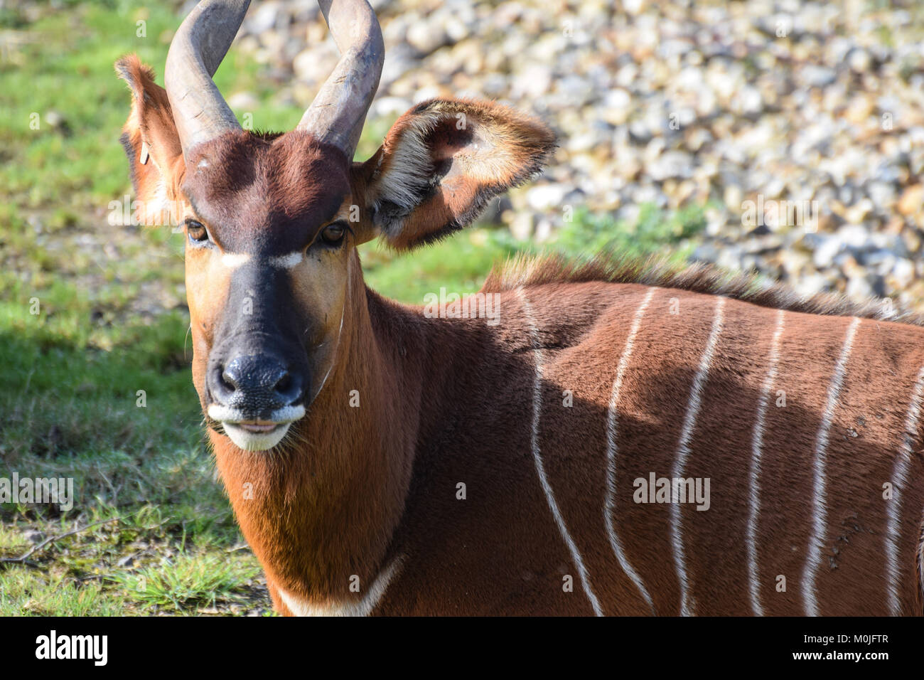 Owslebury, United Kingdom - November 02 2017: A Mountain Bongo with ...