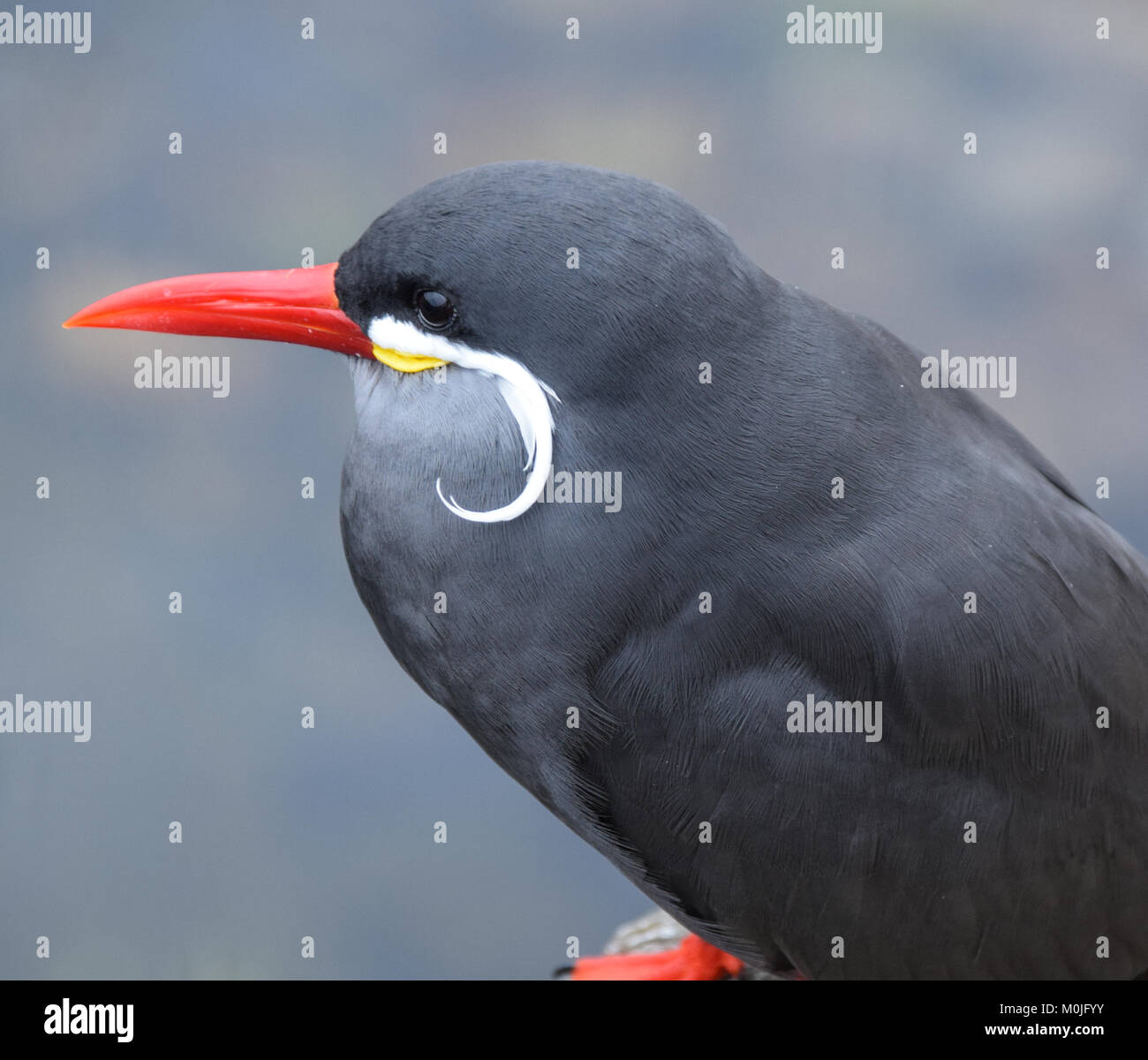 A portrait of a beautiful Inca Tern Stock Photo - Alamy
