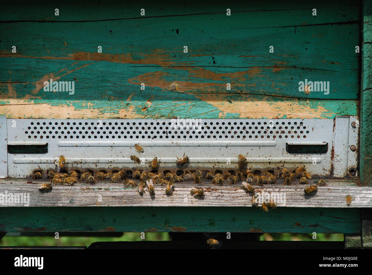 Bees fly in front beehive hi-res stock photography and images - Alamy