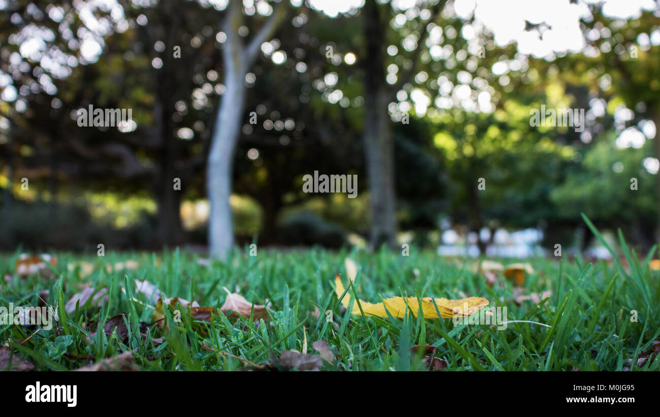 Ground view on a park Stock Photo - Alamy