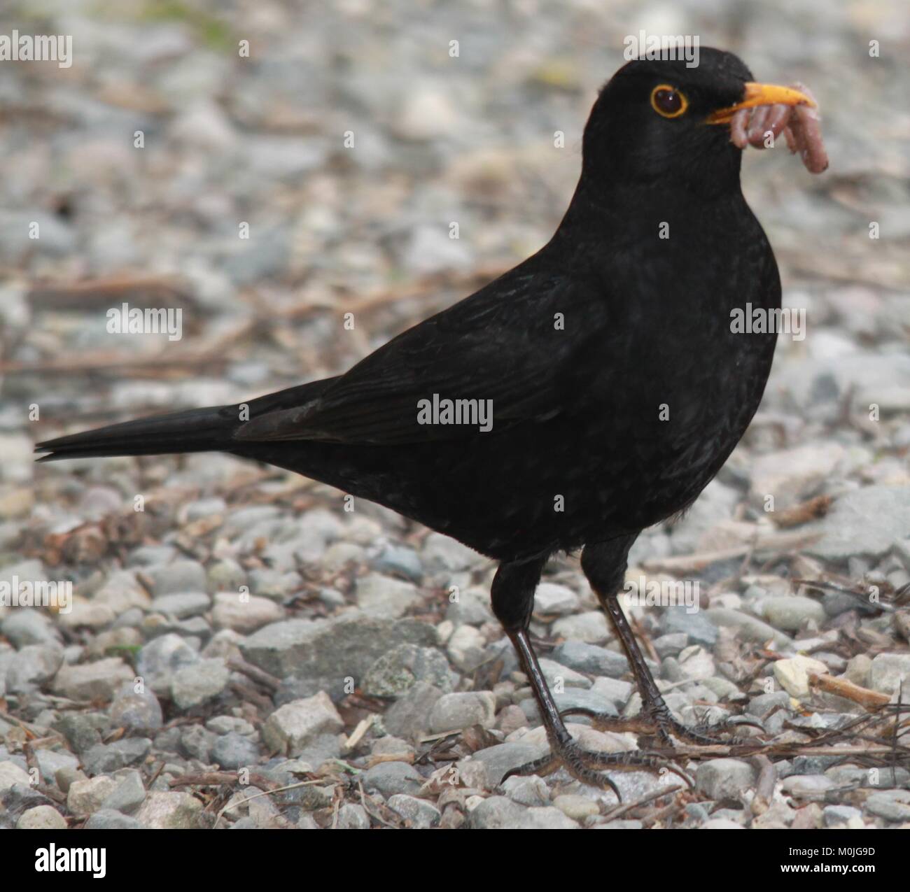 Blackbird with worms Stock Photo - Alamy